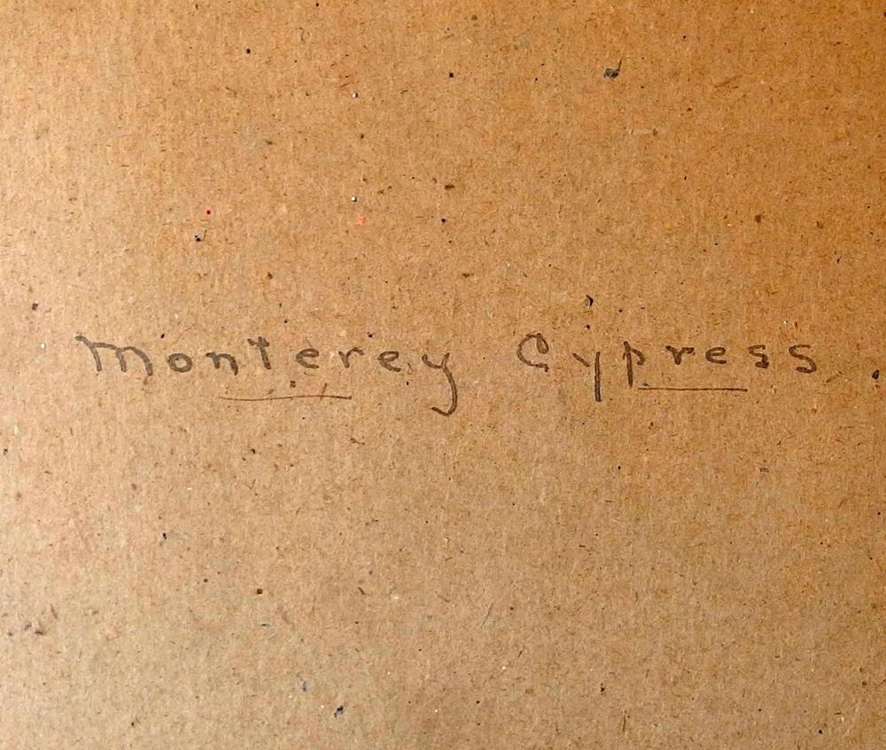 Paul Conner | Monterey Cypress | MutualArt