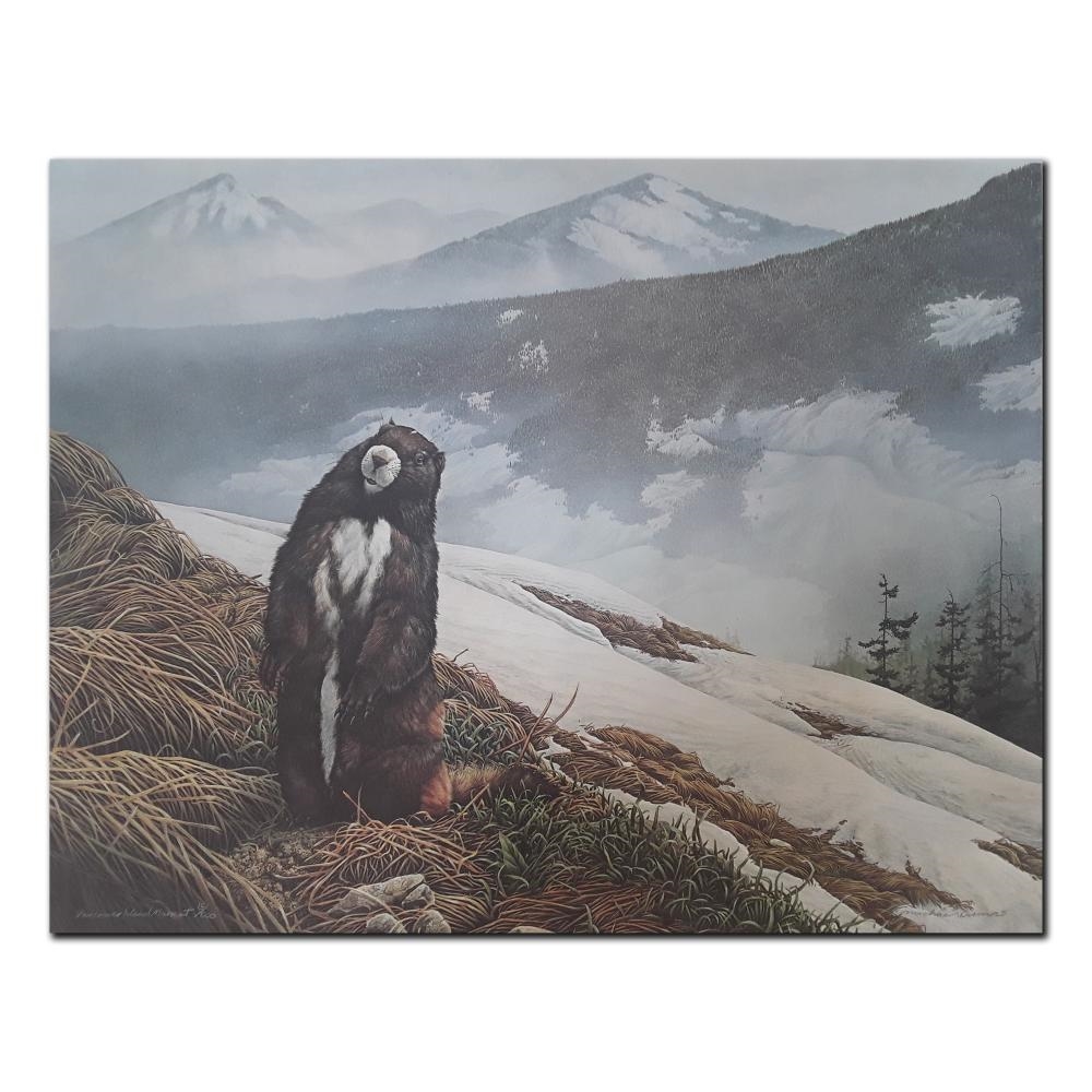 Michael Dumas | Vancouver Island Marmot | MutualArt