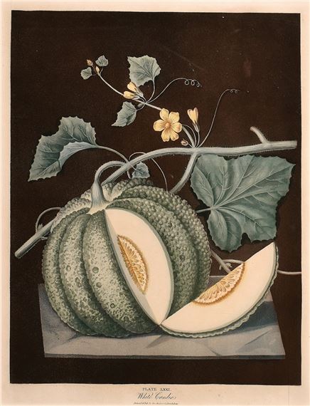 George Brookshaw | George Brookshaw Engraving from Pomona Britannica ...