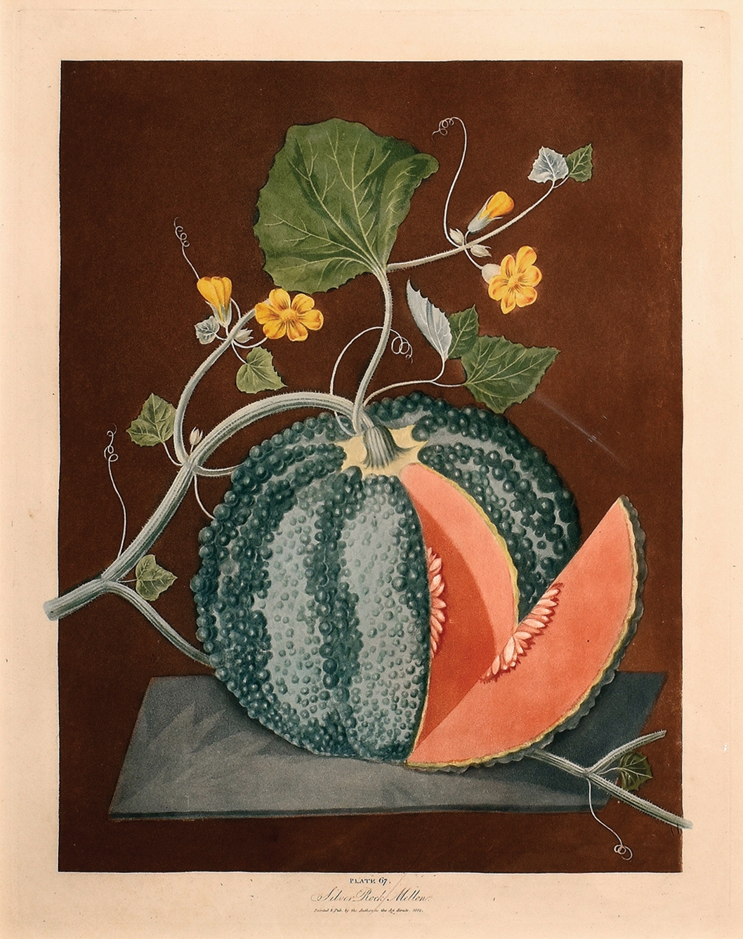 George Brookshaw | George Brookshaw Engraving from Pomona Britannica ...