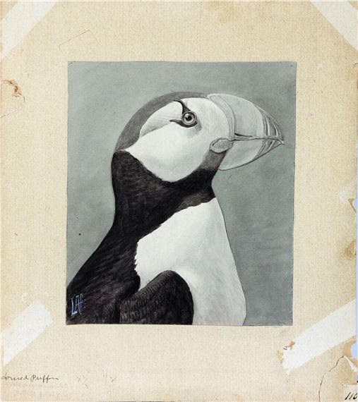 Louis Agassiz Fuertes | Louis Agassiz Fuertes Original Watercolor ...