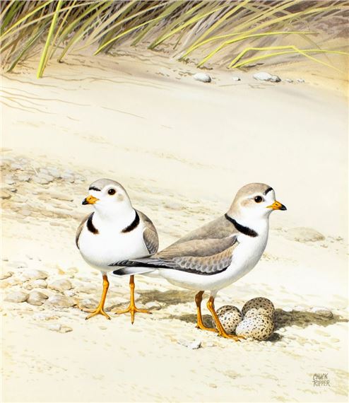 Chuck Ripper | Piping Plover Birds (titled on verso (1996) | MutualArt