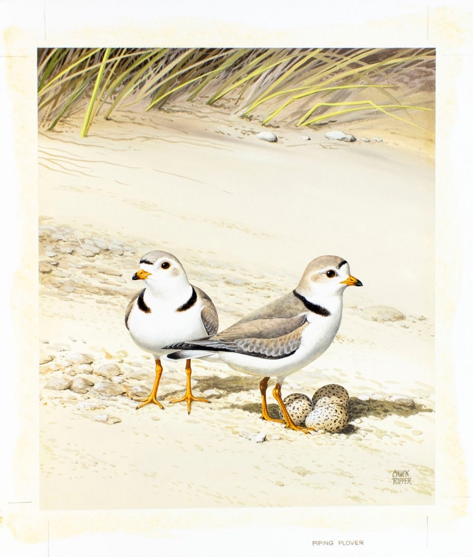 Chuck Ripper | Piping Plover Birds (titled on verso (1996) | MutualArt