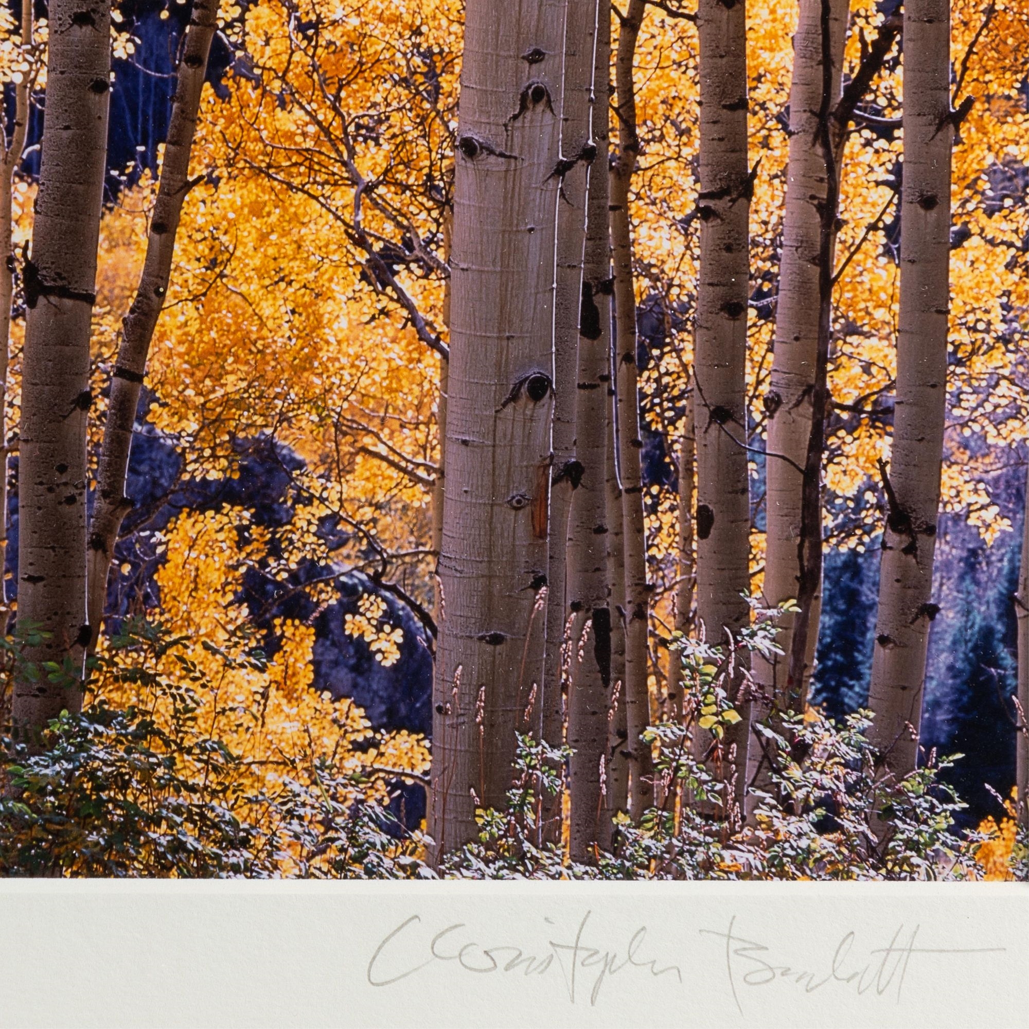 Christopher Burkett | Telluride Aspens (1977) | MutualArt