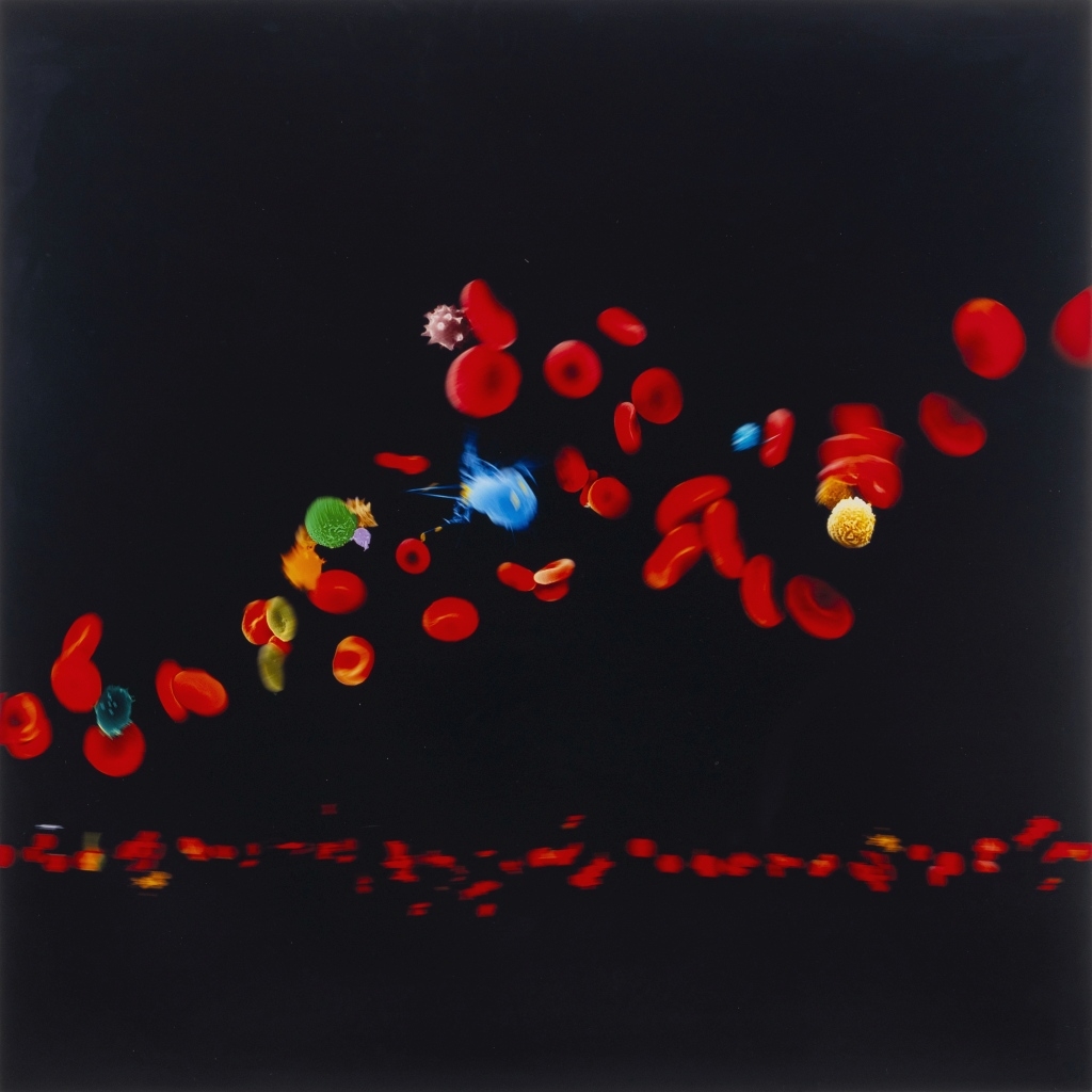 Daniel Canogar | 'Blood Stream #1' (Circa 2004) | MutualArt