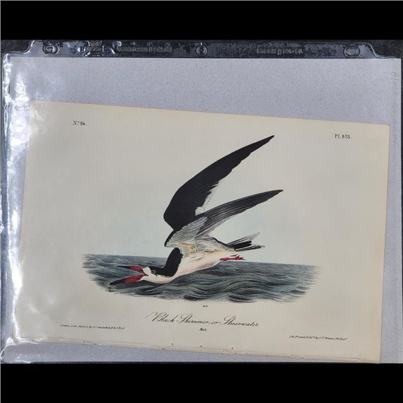 John James Audubon | Black Skimmer Or Shearwater | MutualArt