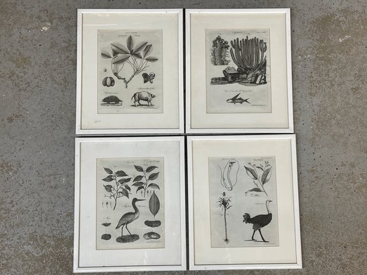 Andrew Bell | Andrew Bell. 4 Botanical/Zoological Engravings (Circa ...