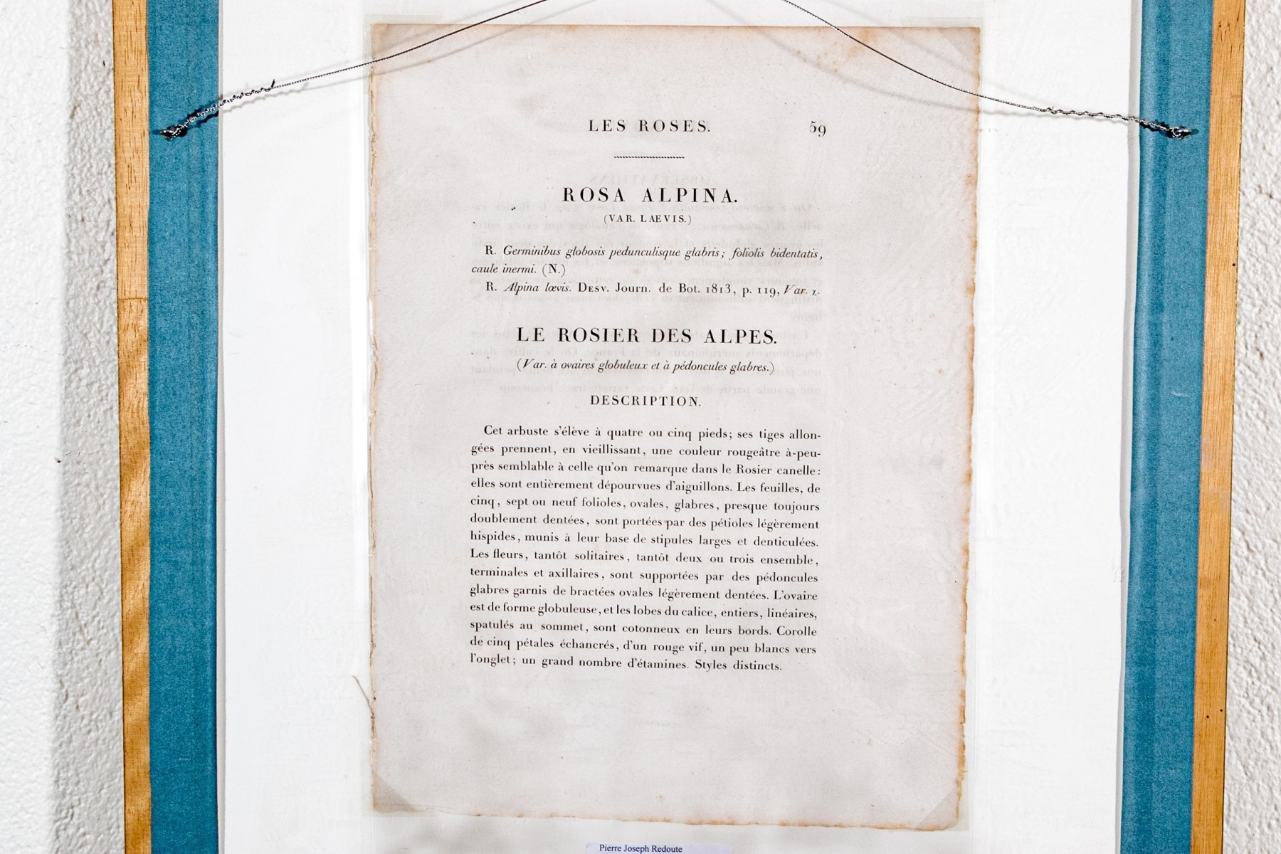 Pierre-Joseph Redouté | Collection Of Five Original Pierre-Joseph ...