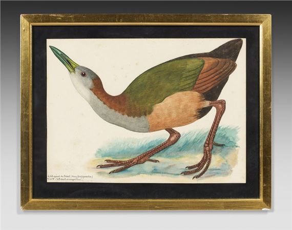 Louis-Jules-Marie Delapchier | Silver Goeland; Brazilian Giant Rail ...