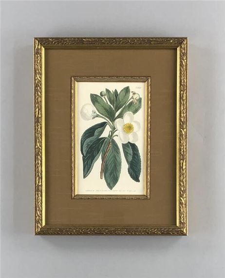 William Curtis | Curtis After Sydenham Edward Botanical Print 1803 ...