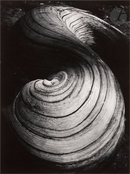 Jean Dieuzaide | Olive root (1969) | MutualArt