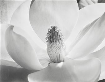 Imogen Cunningham | Calla (1929) | MutualArt