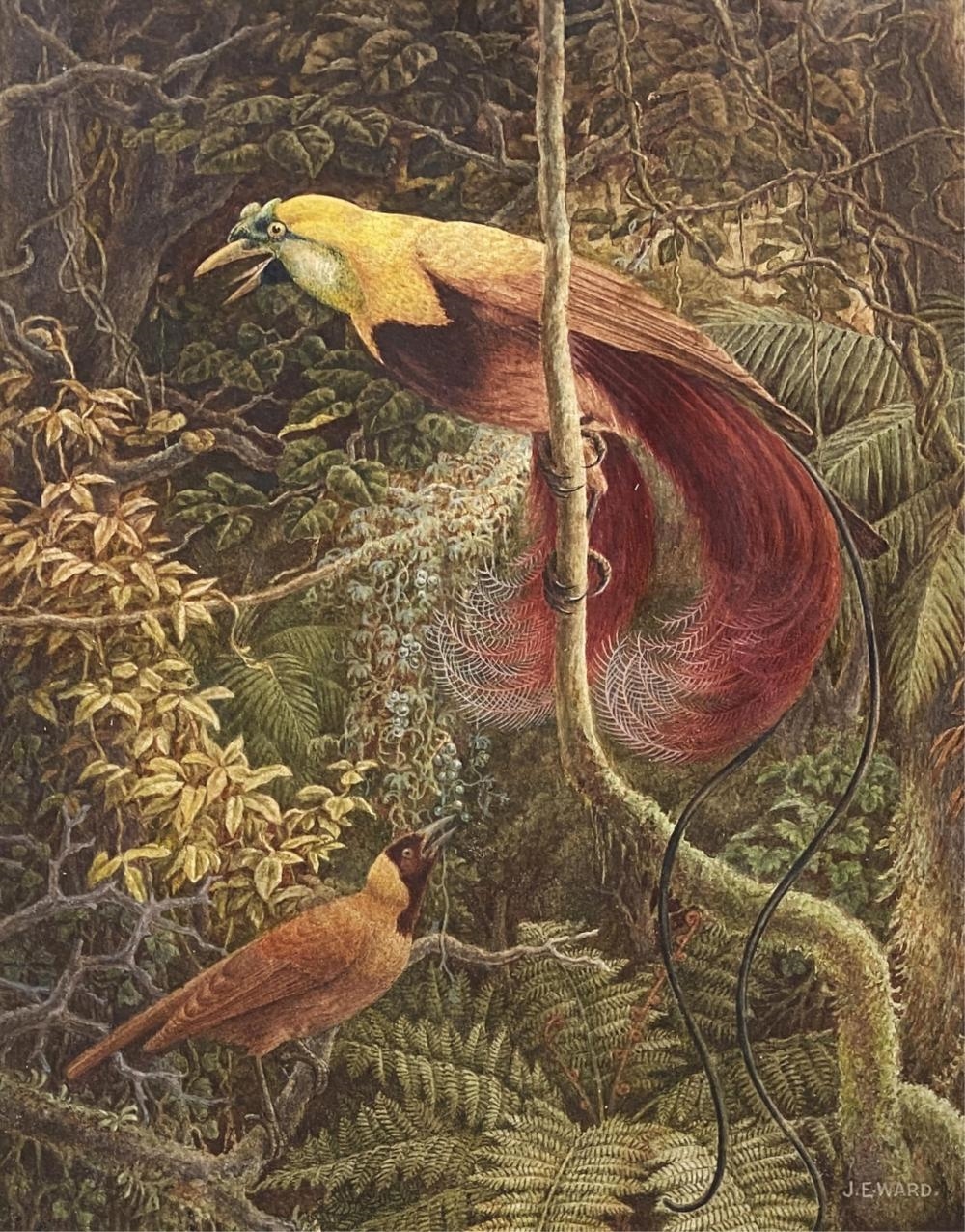 John Edward Ward | Raggiana Bird of Paradise (Paradisaea raggiana ...