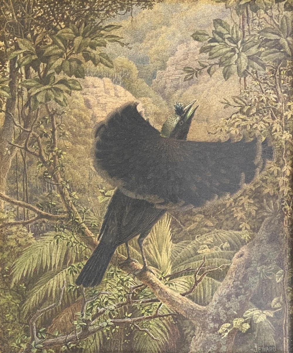 John Edward Ward | Superba Addenda Bird of Paradise (New subspecies ...