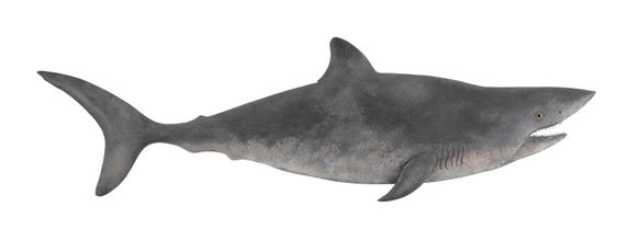 Roger Mitchell | ROGER MITCHELL CARVED GREAT WHITE SHARK | MutualArt