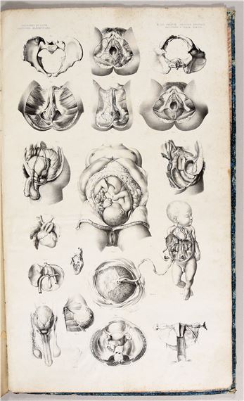 Nicolas Henri Jacob | Elementary anatomy | MutualArt