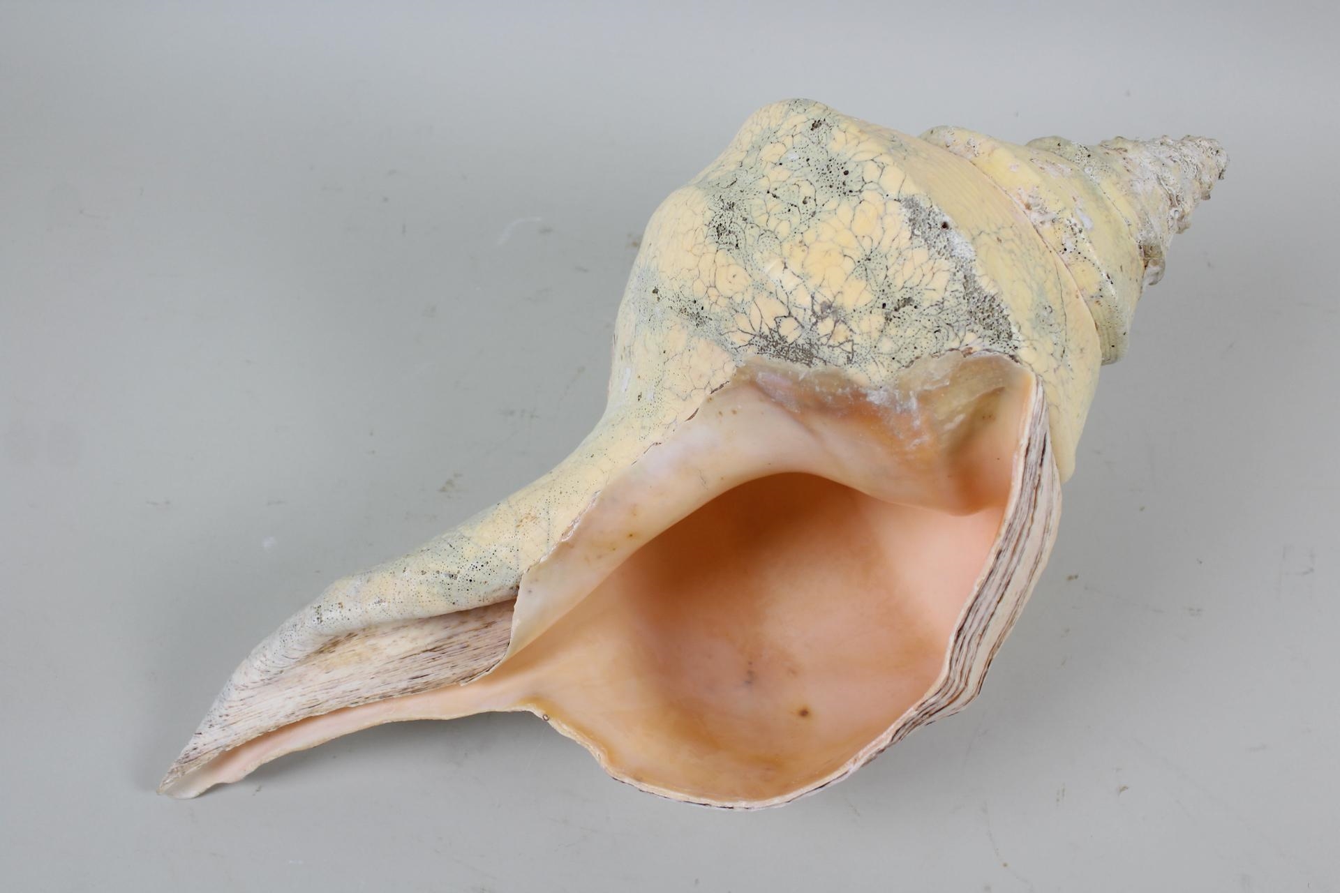 Similar | Large Natural Horse Conch Seashell, Triplofusus Giganteus Sea ...