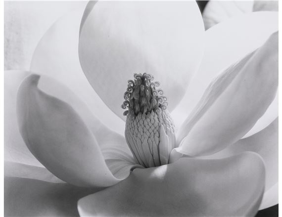 Imogen Cunningham | Calla (1929) | MutualArt