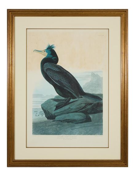 John James Audubon | 1781-1851), Double-Breasted Cormorant, from the ...