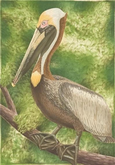John Costin | JOHN COSTAN ETCHING “BROWN PELICAN | MutualArt