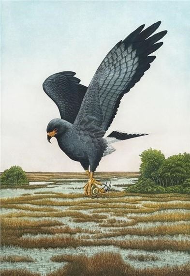 John Costin | JOHN COSTIN ETCHING SNAIL KITE | MutualArt