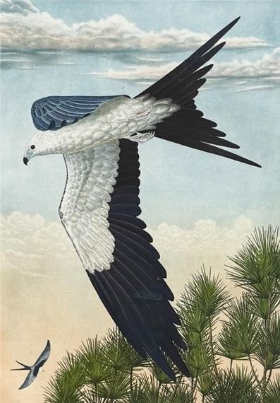 John Costin | JOHN COSTIN ETCHING SWALLOWTAIL KITE | MutualArt