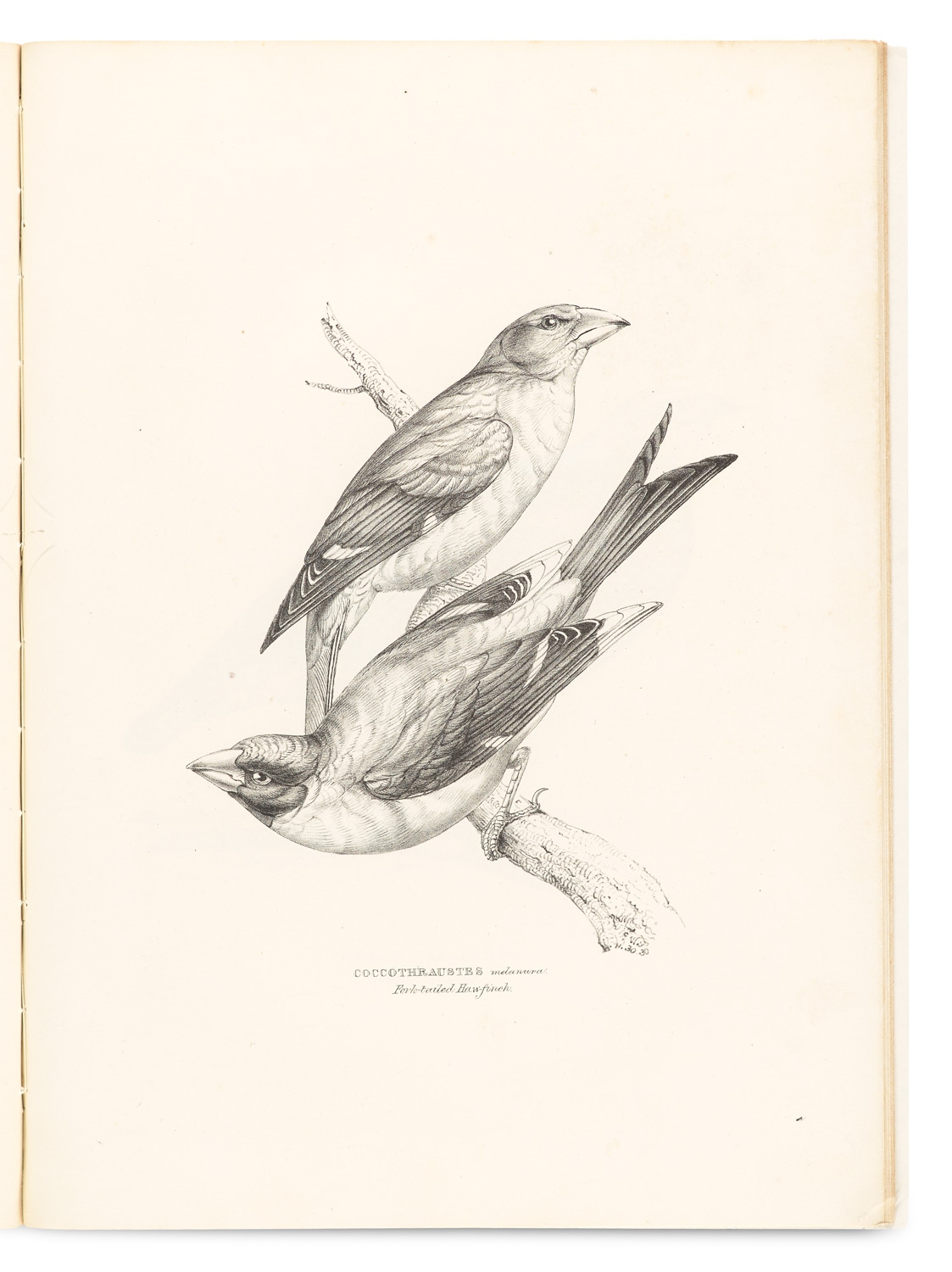 George Robert Gray | A Fasciculus of the Birds of China (1871) | MutualArt