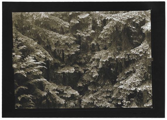 Petr Helbich | Větvoví, 2007 (2007) | MutualArt