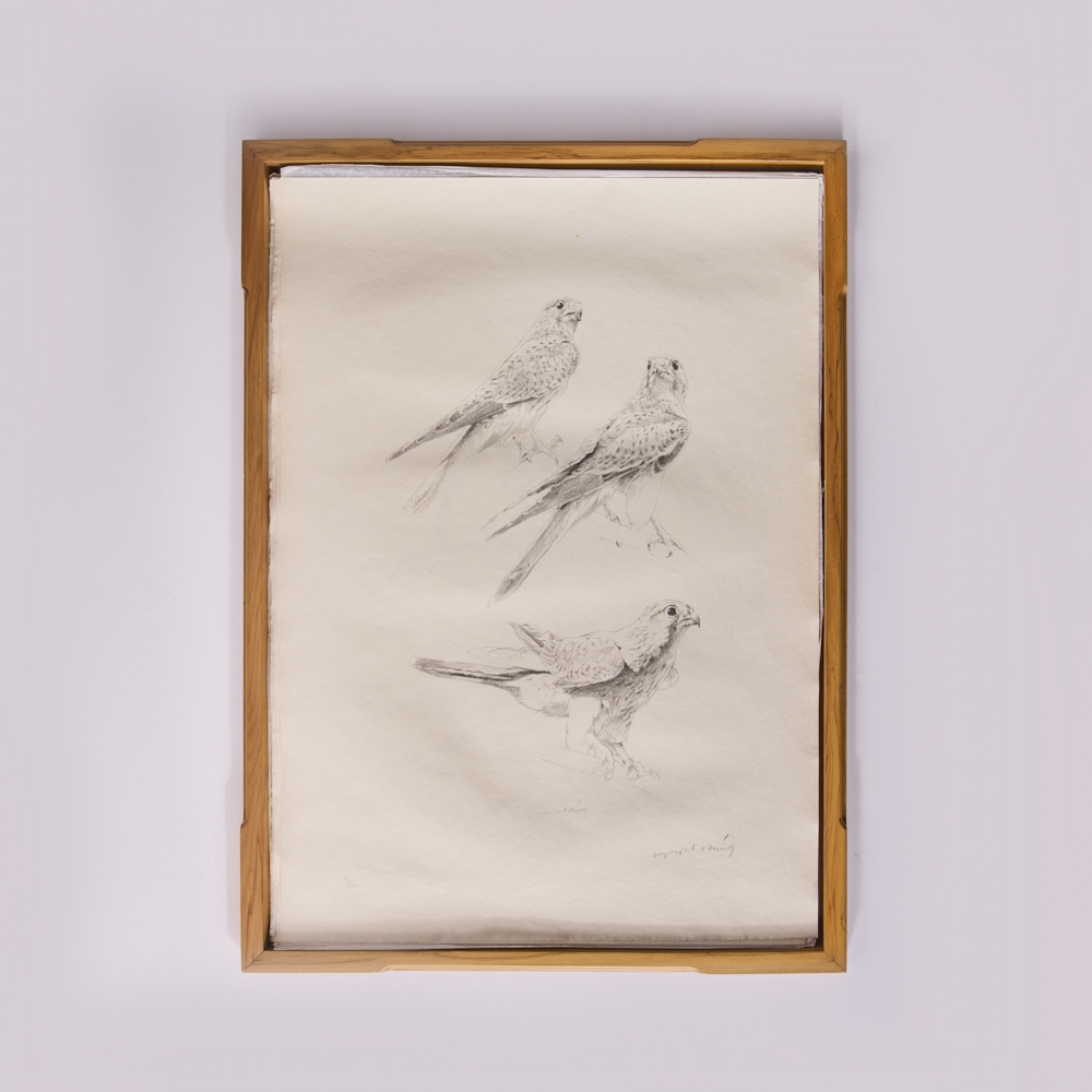 Raymond Harris Ching | The Raymond Ching Portfolio of Bird Drawings ...