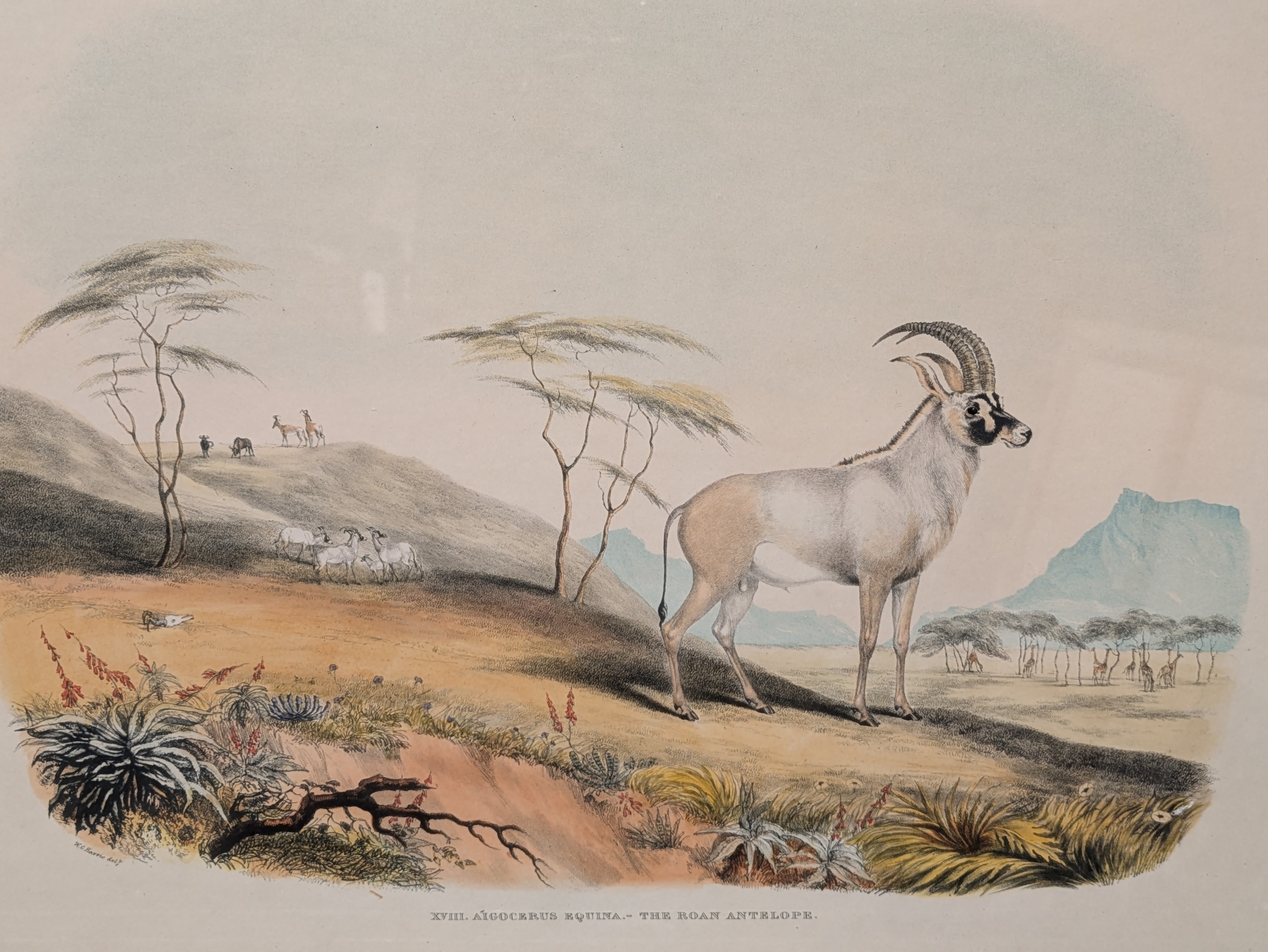 William Cornwallis Harris | Portraits of the Game and Wild Animals of ...