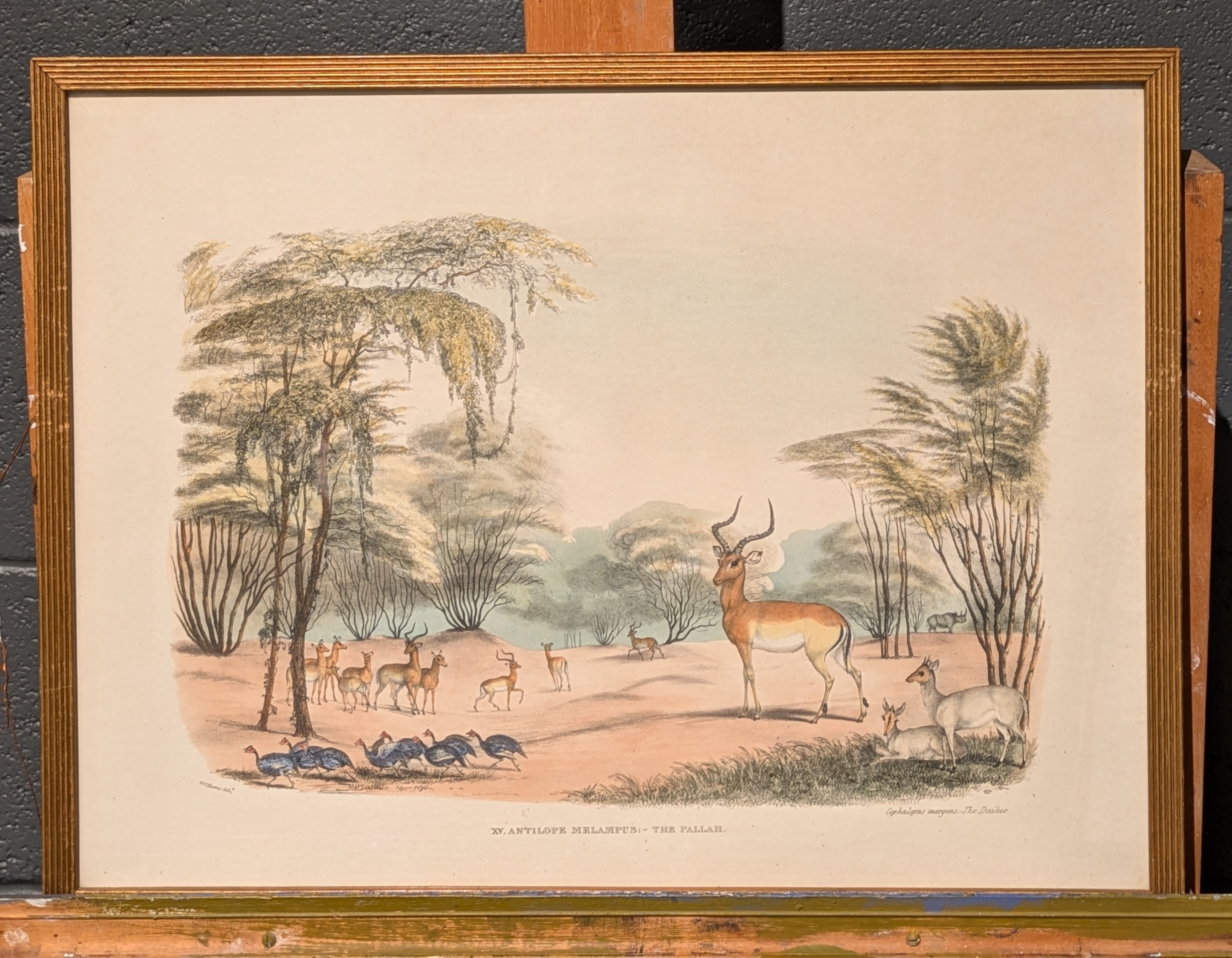 William Cornwallis Harris | Portraits of the Game and Wild Animals of ...
