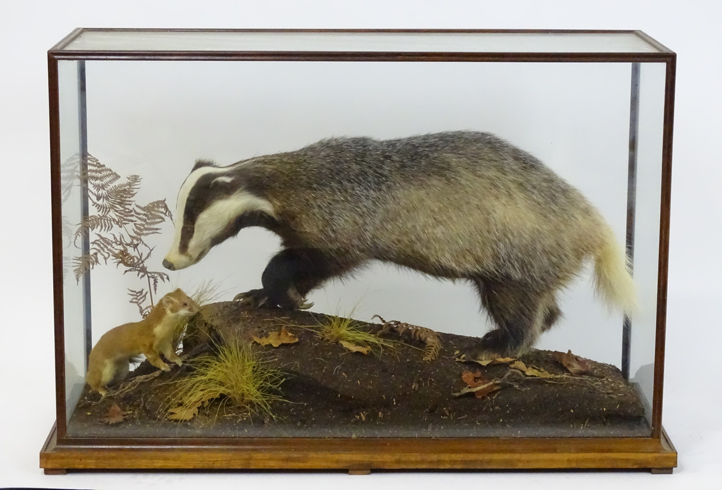 R. Bennett | a latethC mount of a Badger and Stoat, in the manner of H ...