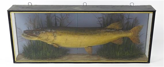 Homer | an earlythC mount of a specimen Pike in the manner of W. F ...