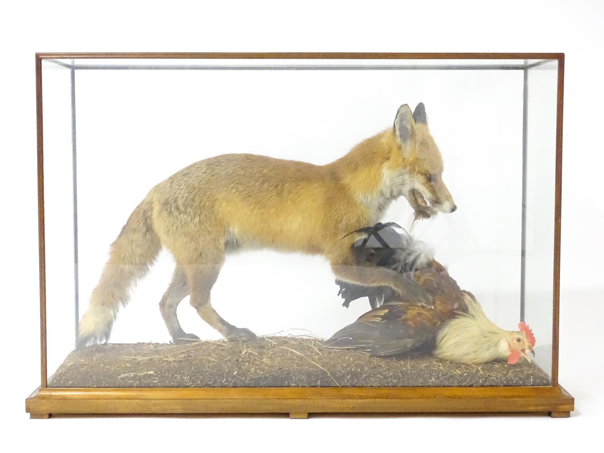 R. Bennett | a latethC cased mount of a Fox with Old English Game ...