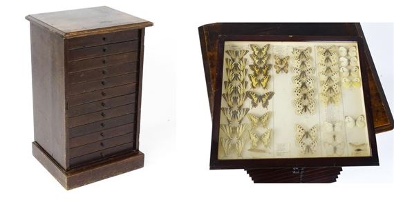 G. Williams | s / Lepidopterist (Circa 34) | MutualArt
