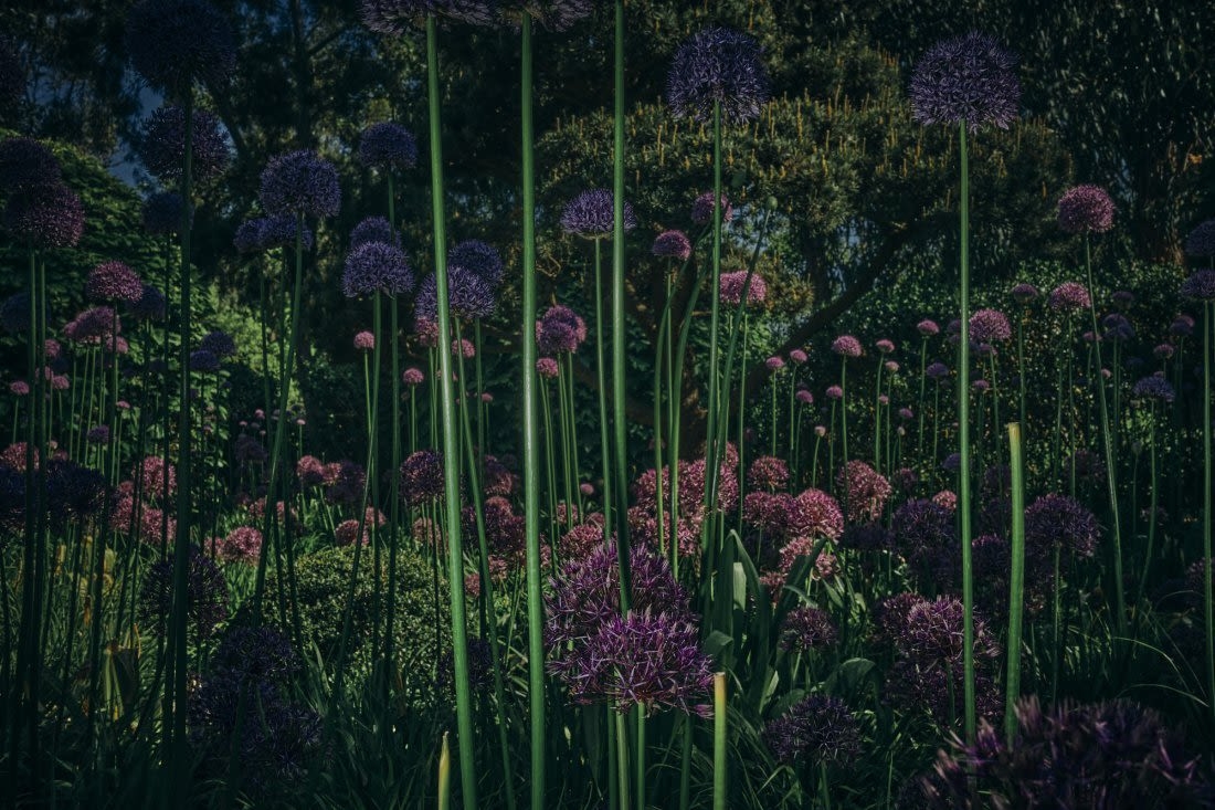 Oana M. Bakovi | Heroes In Bloom (2020 - 2023) | MutualArt