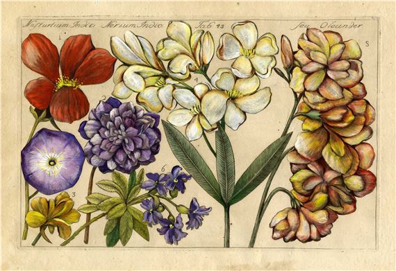 Mario Cammareri | Quattro tavole da Della natura, e coltura de fiori ...