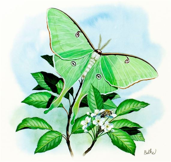 Don Balke | Actias Luna Moth (1986) | MutualArt