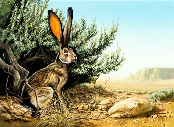 Kirk Stirnweis | Black-tailed Jack Rabbit (1986) | MutualArt