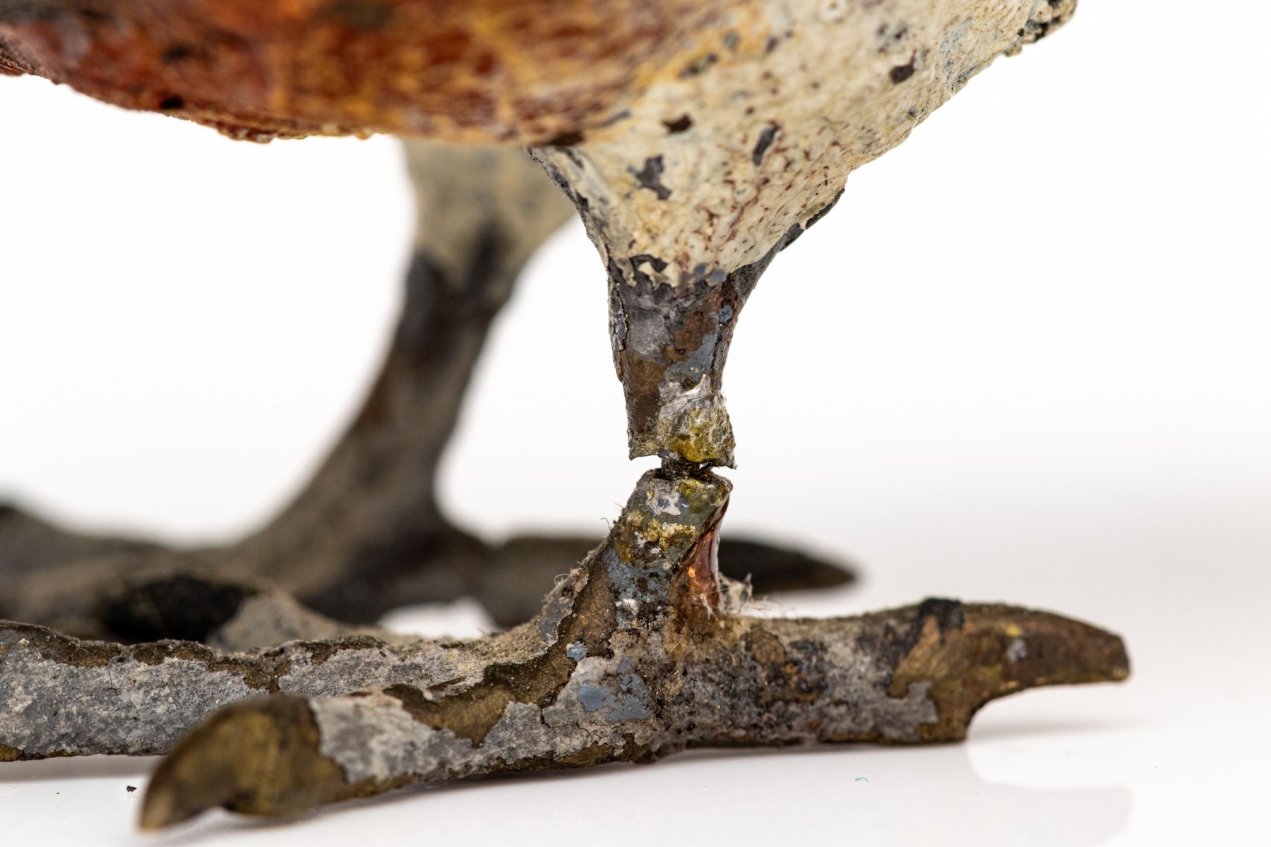 Franz Bergman‏ | Franz Bergman Charming Cold Painted Bronze Bird ...