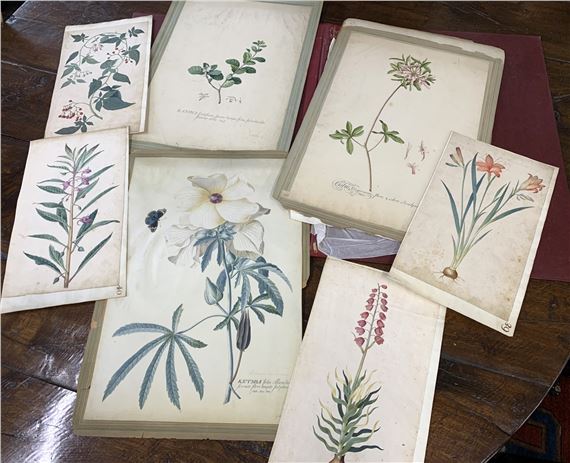 Georg Dionysius Ehret | Persica Africana nana, flore incarnato pleno ...