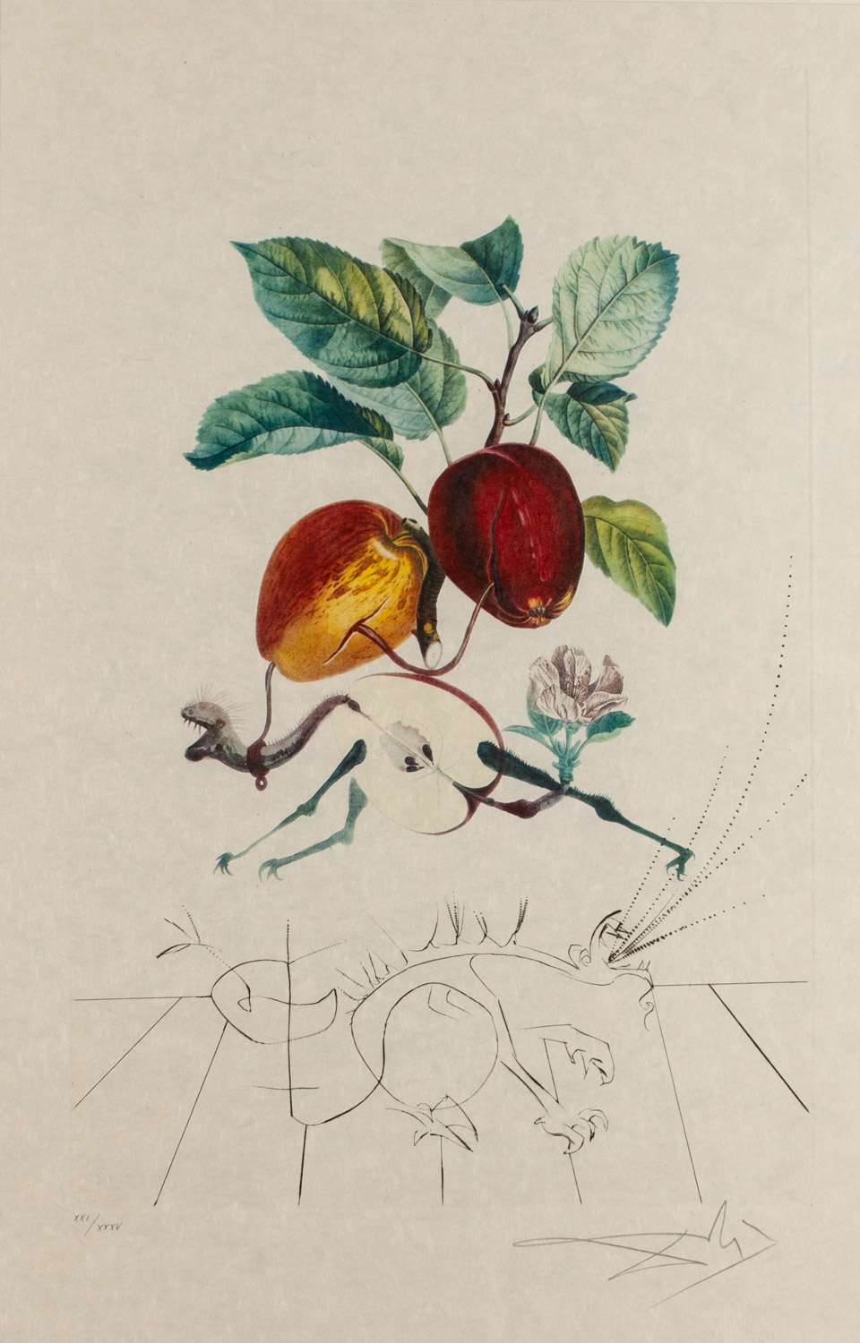 Salvador Dalí | Dragon apple (Pomme dragon) from the series Flordali ...