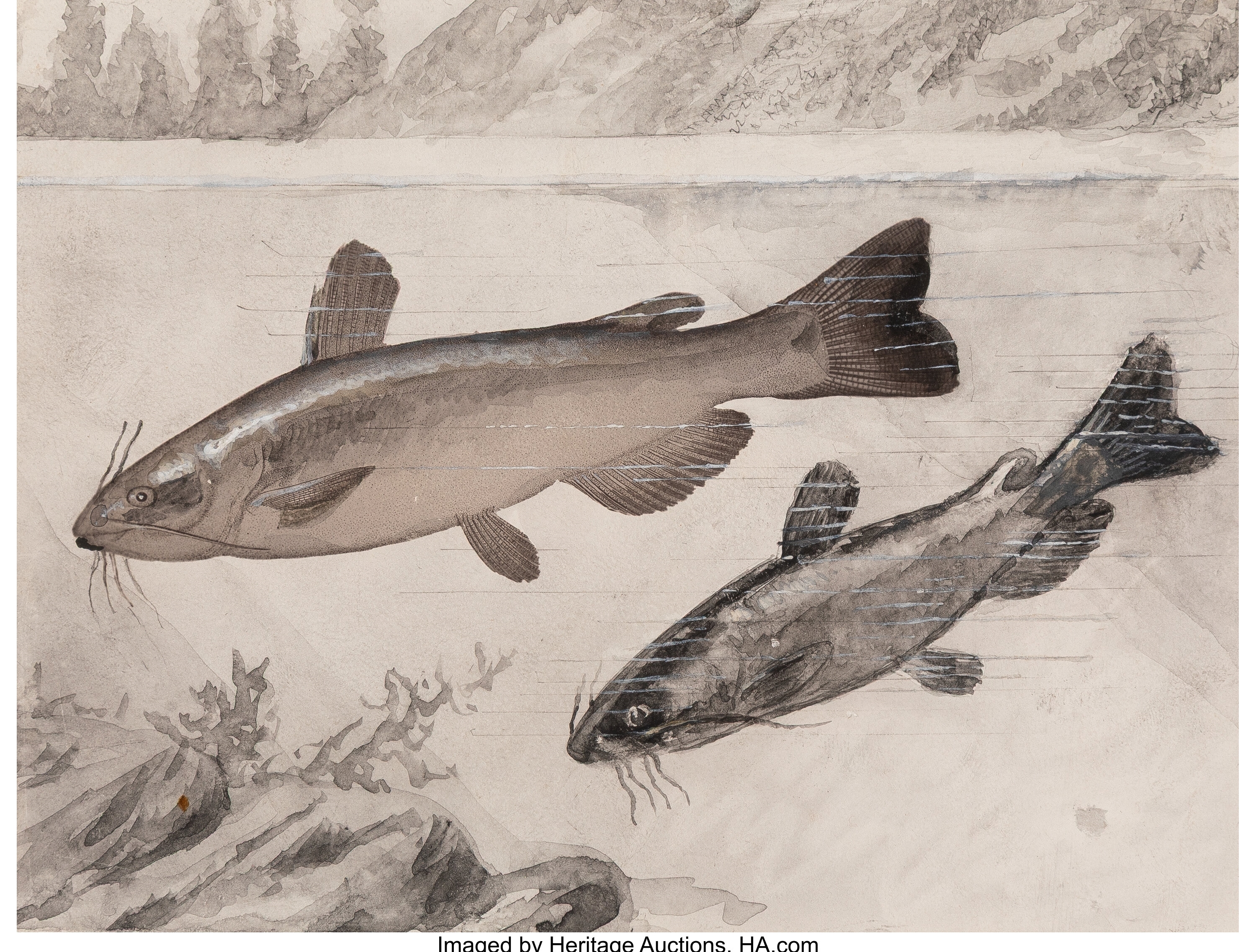 James Carter Beard | Australian Lung Fish, Bluefish, Bullhead Catfish ...