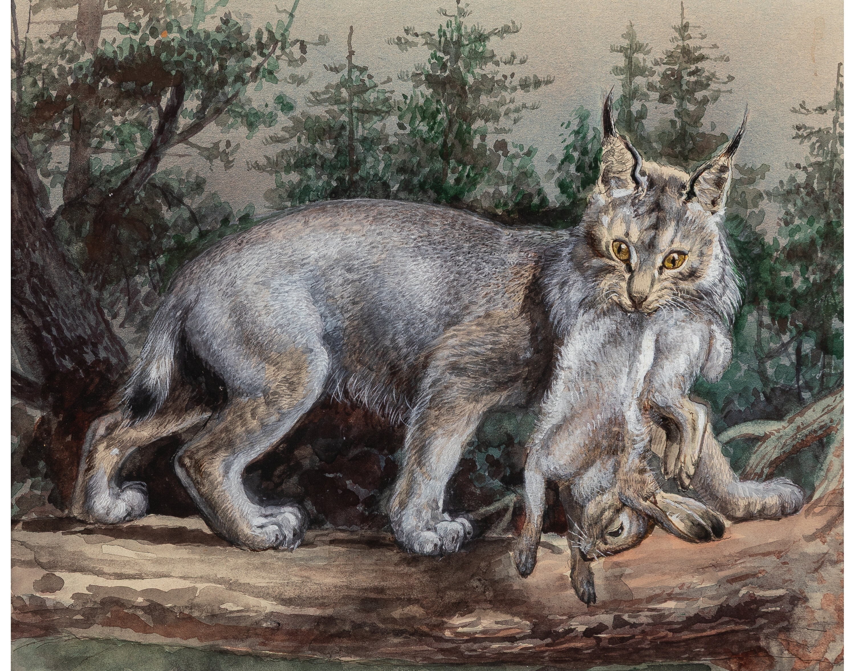 James Carter Beard | Canadian Lynx and Glacier Bear (two works) | MutualArt