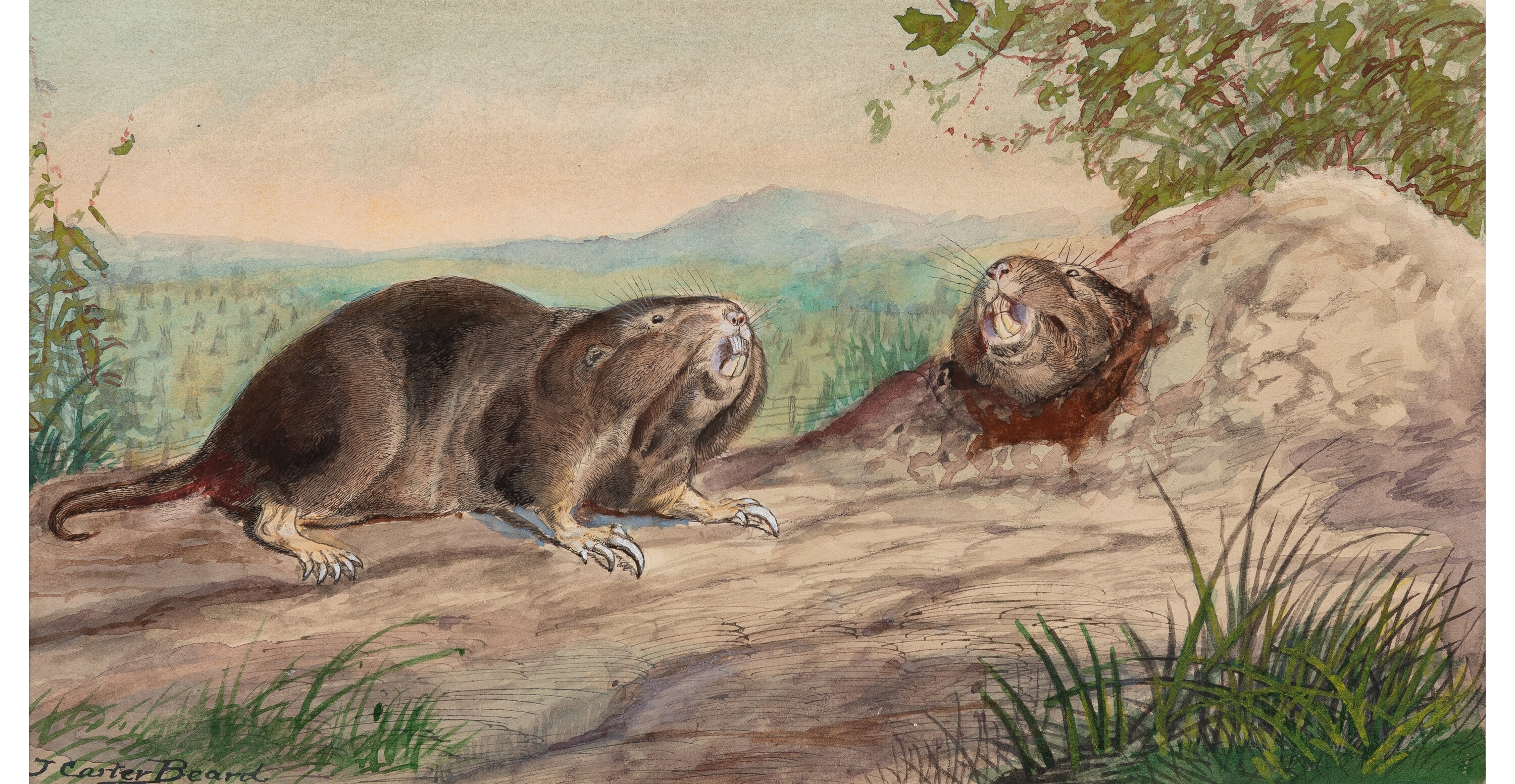 James Carter Beard | Florida Wood Rat | MutualArt