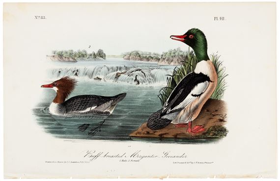 John Wells James | Buff-breasted Mergenter-Goosander (1840 - 1844 ...