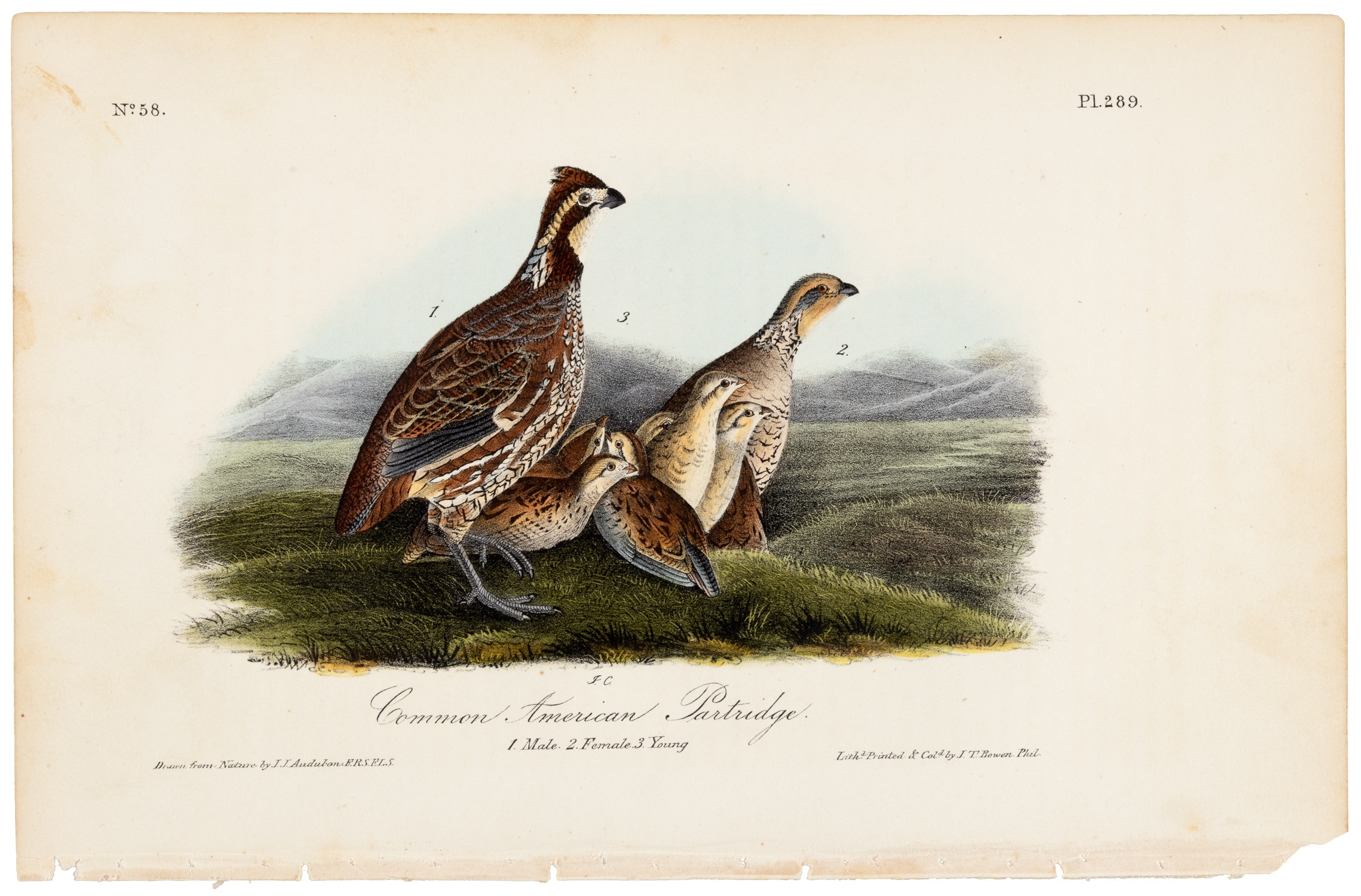 John James Audubon | Common American Partridge (1840 - 1844) | MutualArt