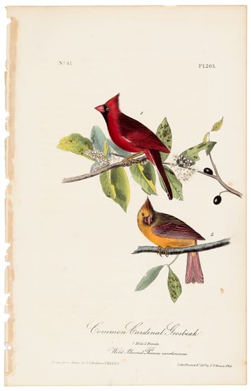 John James Audubon | Common Cardinal Grosbeak (1840 - 1844) | MutualArt
