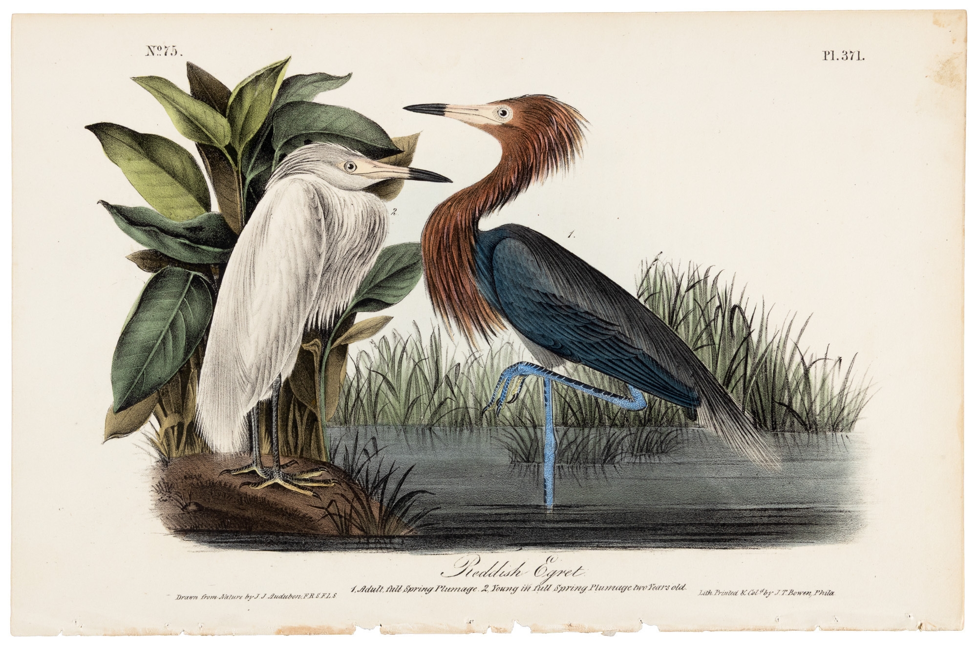 John James Audubon | Reddish Egret (1840 - 1844) | MutualArt