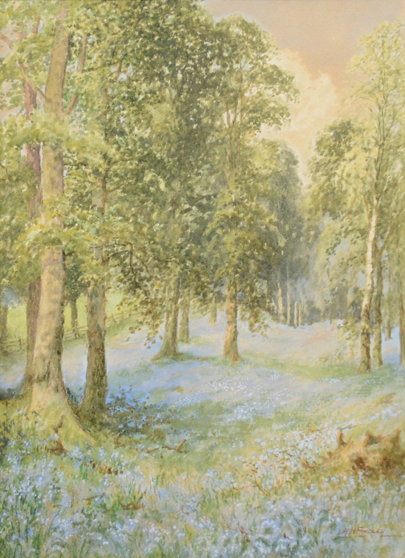 Albert H. Findley | Albert H Findley, Bluebells at Swithland Woods ...